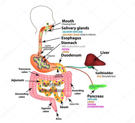 El sistema digestivo humano Estructura anatómica Digestión de