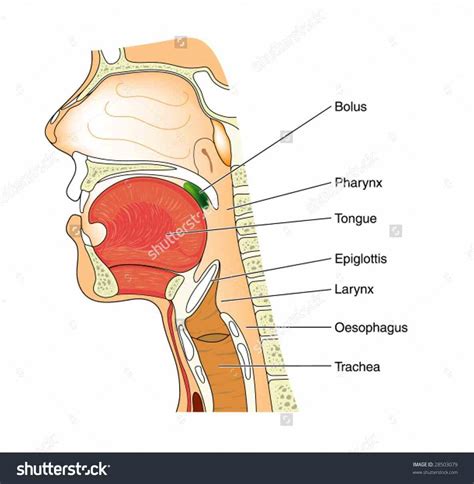 Labeled Illustration Head And Neck Diagram Medicinebtg