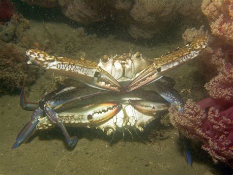 Blue Swimmer Crabs Mating By JimDodd Redbubble
