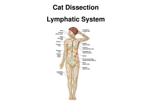 Cat Lymphatic Ducts