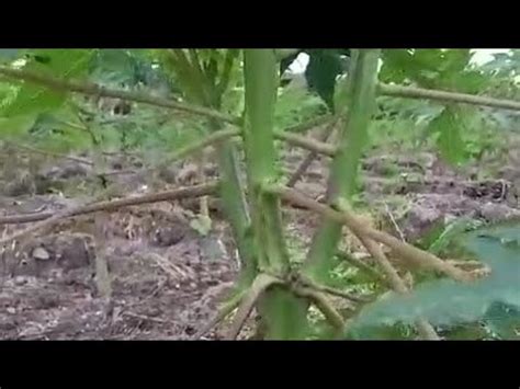 Cohollo Repollado De Papaya O Lechosa Youtube