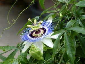 Growing Passion Flowers In Pots And Containers Pyracantha Co Uk