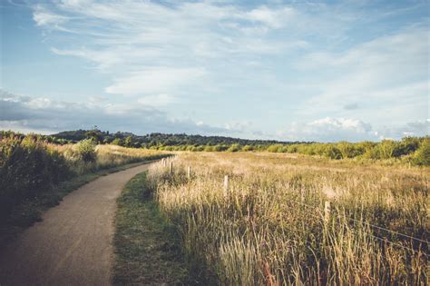 Free Images Landscape Tree Nature Path Horizon Marsh Fence