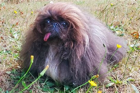 Conheça o pequinês Wild Thang eleito o cachorro mais feio do mundo