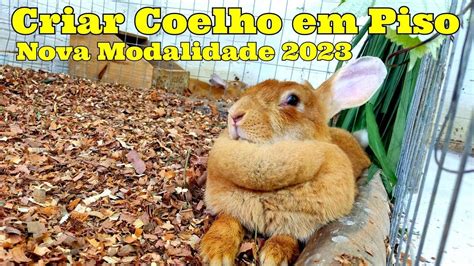 Criar Coelhos em Piso Será uma nova Febre em 2023 YouTube