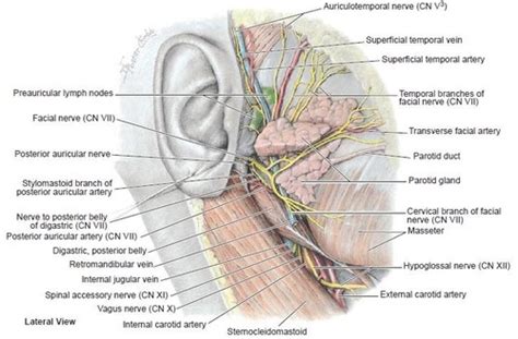 Anatomy L Parotid Region Flashcards Quizlet