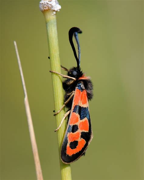 Réf 36986 INSECTA Lepidoptera Zygaenidae Zygaena Agrumenia