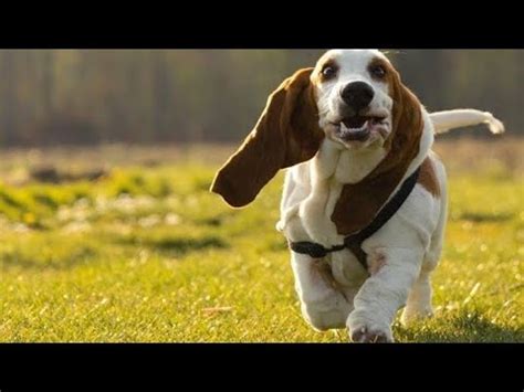 Cachorros Mais Fofos Do Mundo YouTube