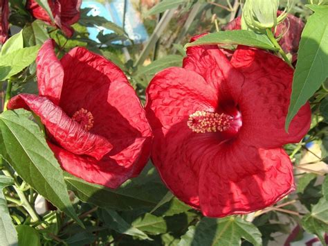 Hibiskus bagienny długo kwitnie i zimuje w ogrodzie ale musisz o niego
