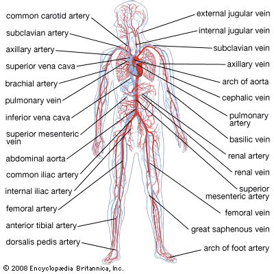 Circulatory System Functions Parts Facts Britannica