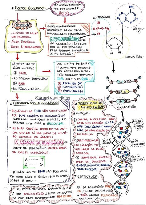 Bioquimica Celular Mapa Mental MAPA META