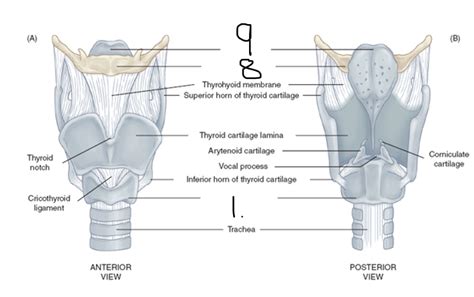 Anatomy Quiz Diagram Quizlet