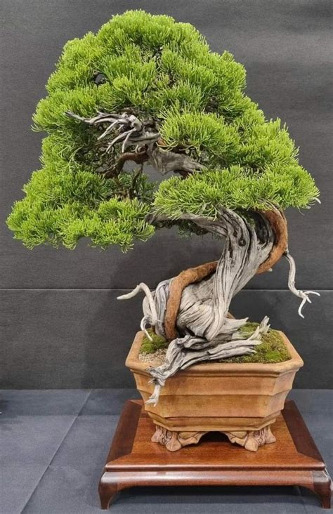 Pin Oleh Bagus Wijaya Di Bonsai Insp 2022