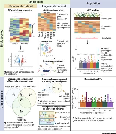 Toward Kingdom Wide Analyses Of Gene Expression Trends In Plant Science