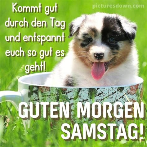 Guten morgen samstag lustig bild Erdmännchen kostenlos
