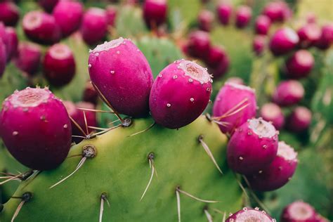 How To Grow An Opuntia Prickly Pear Cactus