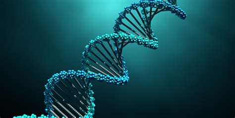 D Dna