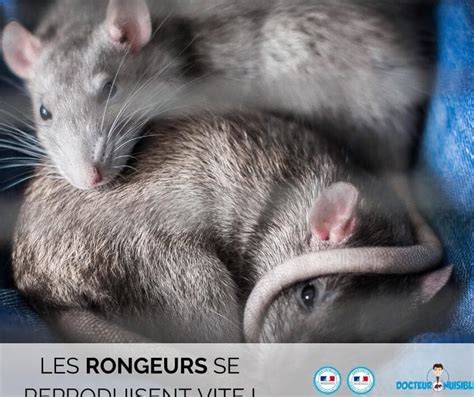 Lutte antiparasitaire Comment gérer une infestation de bébés rats