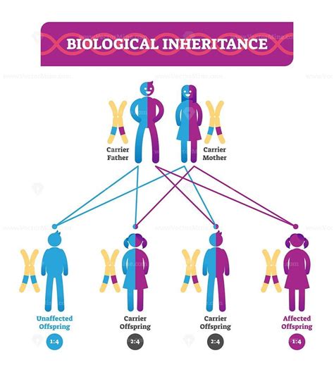 biological inheritance vector illustration infographic vectormine infographic inheritance