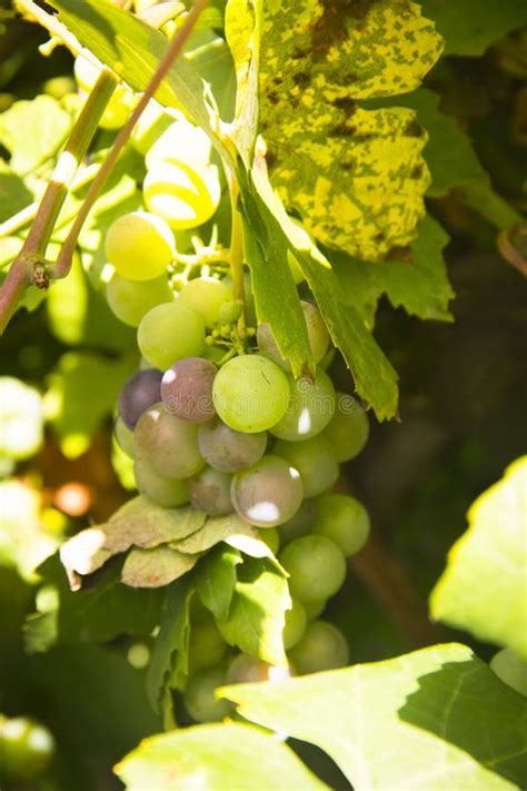 Uvas Para Vinho Brancas Que Penduram De Uma Videira Foto De Stock