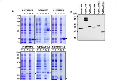 Recombinant Protein Expression And Purification Of PvETRAMPs In A Wheat