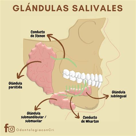 Glándulas salivales Odontología Estomatología Glándula salival