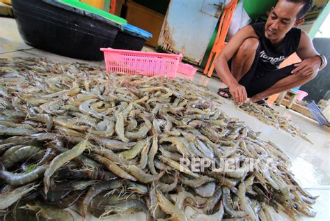 Indonesia Disiapkan Jadi Pusat Budi Daya Udang Jerbung Dunia