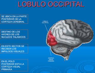 Neuropsicología Tarea 2 Corteza Cerebral y complejidad humana
