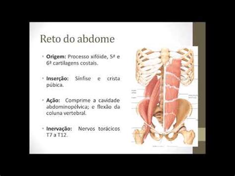 Dupla 7 Reto Abdominal Transverso do Abdômen e oblíquo interno e
