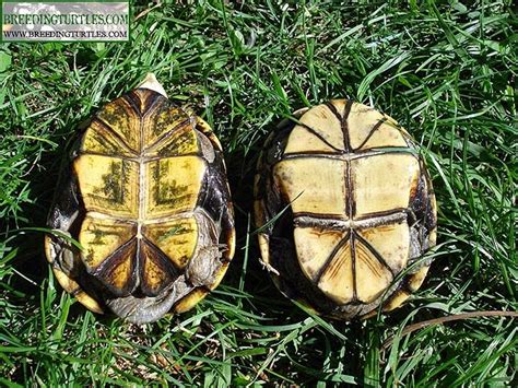 Infotortuga Cómo determinar el sexo de una tortuga