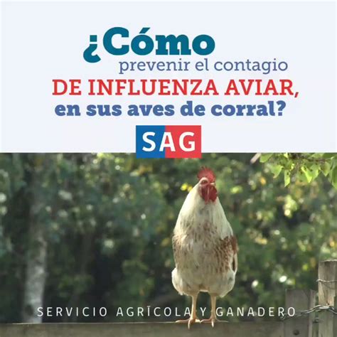 SAG on Twitter Sabes cómo prevenir el contagio de influenza aviar en