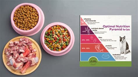 La pirámide de comida para gatos