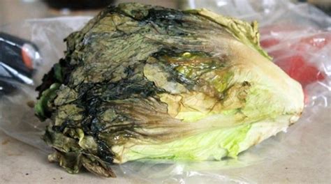 L Astuce Géniale Pour Conserver une Salade Plus Longtemps au Frigo