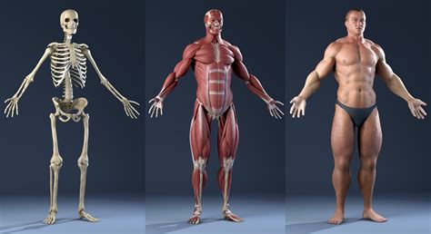 Max Realistic Anatomy Skeleton Muscles