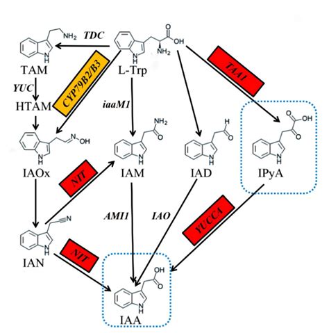 The Changes Of Genes And Metabolites In IAA Biosynthesis Pathway Note