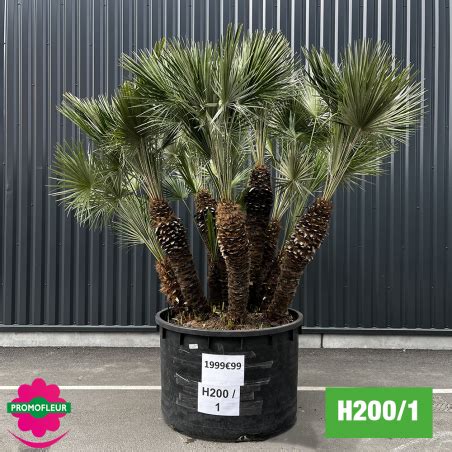 Palmier Nain Chamaerops Humilis Multi Troncs Hauteur Totale 230 250