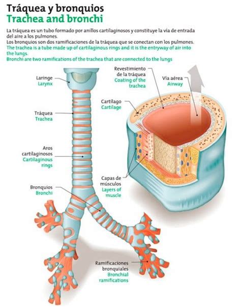 Qué es la tráquea Anatomia y fisiologia humana Anatomía médica