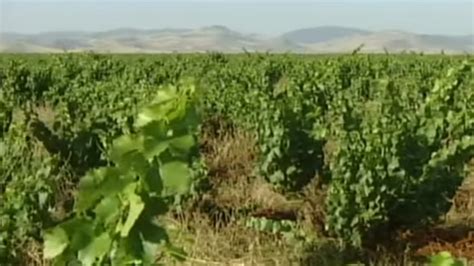 Sur La Route Des Vins Au Maroc YouTube