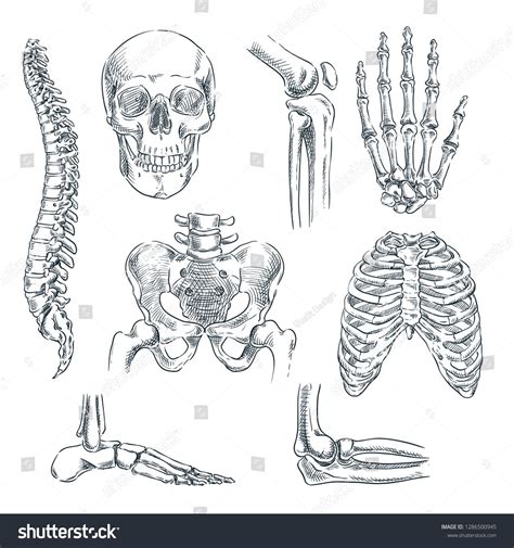 Human Skeleton Bones Joints Vector Sketch Stock Vector Royalty Free