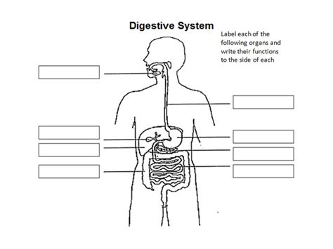 Digestive System Labelling Diagram