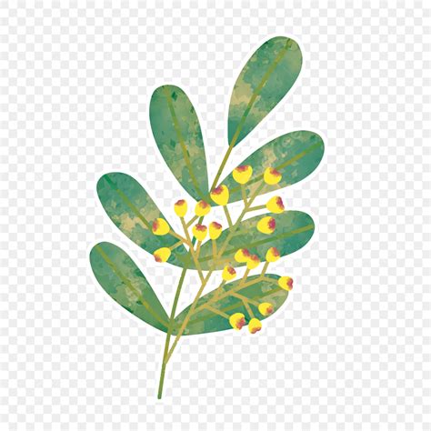 Aglaia Odorata PNG Vectores PSD E Clipart Para Descarga Gratuita