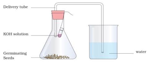 Experiment To Prove That Carbon Dioxide Is Produce Toppr