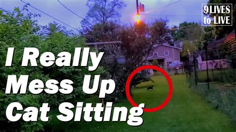 Cat Sitting Tips You Must Know Youtube