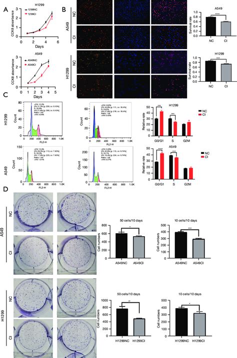 CCNO Promotes LUAD Cell Proliferation And Affects Cell Cycle In Vitro