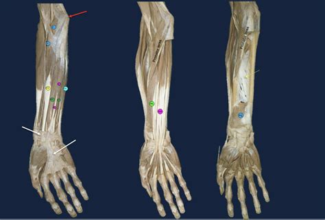 Anterior Forearm Muscles Superficial And Deep Diagram Quizlet