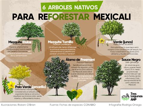 Details 48 para qué se utilizan los árboles Abzlocal mx
