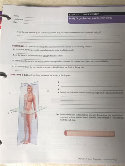 Laboratory Exercise Body Organization And Terminology Answers