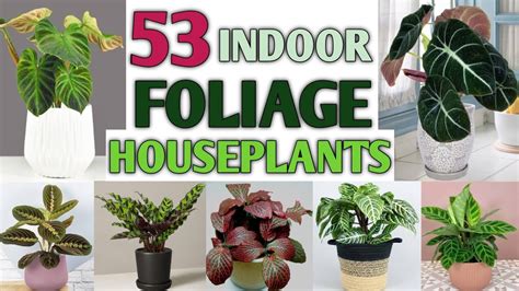 53 Best Foliage Indoor Plants For Containers Indoor Stunning Foliage