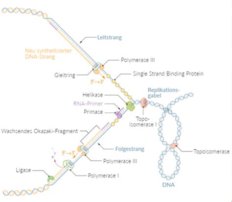 Dna Replikation Flashcards Quizlet
