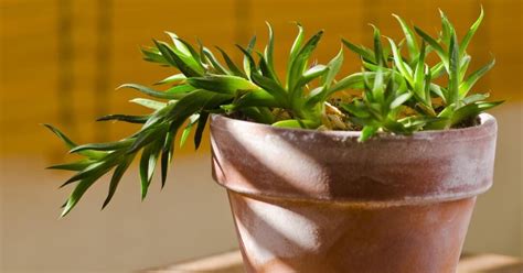 Descubre Los Sorprendentes Resultados Del Experimento Con Plantas